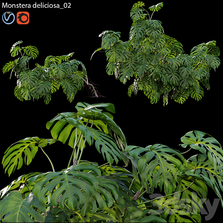 Monstera deliciosa 02 - Outdoor - 3D model
