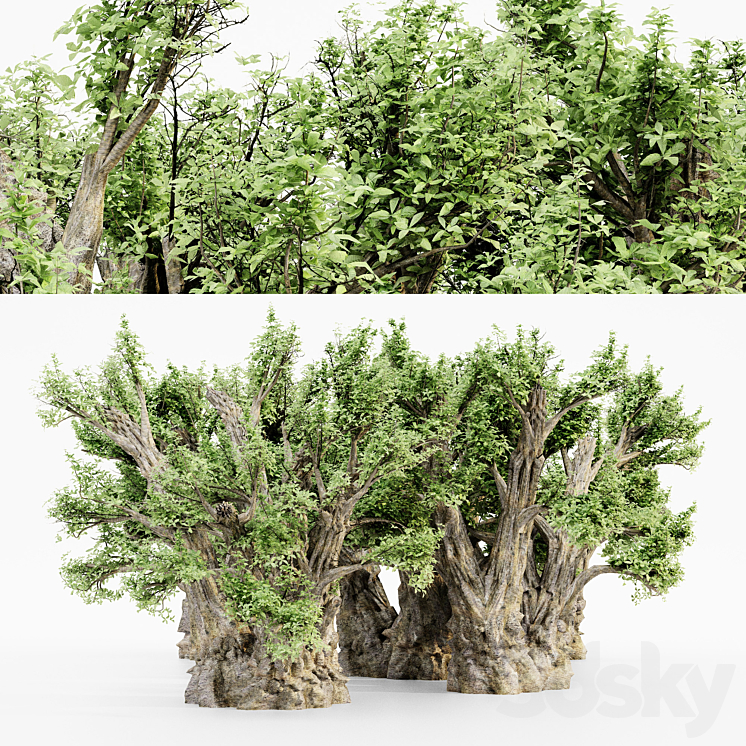 African Baobab - Tree - 3D model