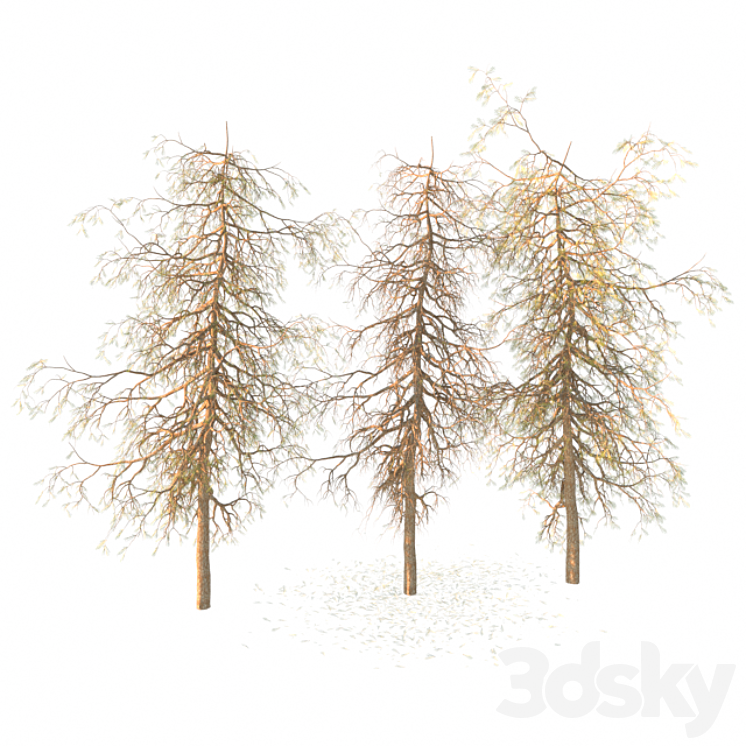 Larch - Tree - 3D model