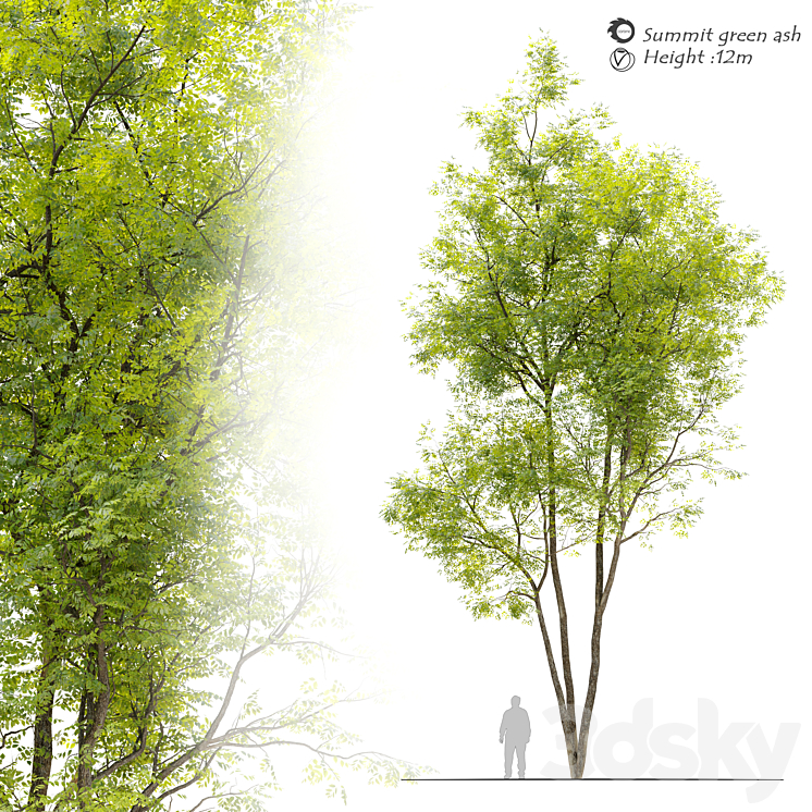 Summit green ash (Fraxinus pennsylvanica Summit) - Tree - 3D model