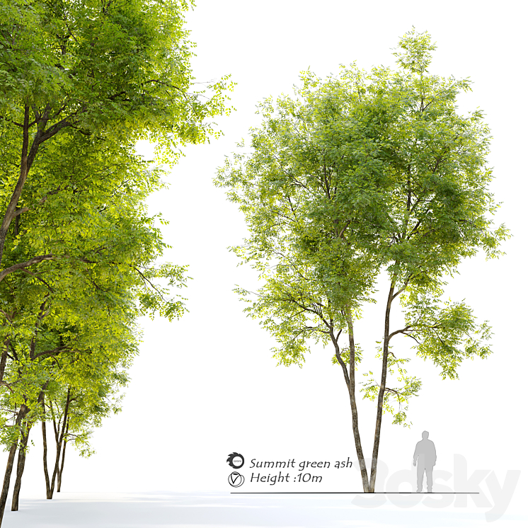 Summit green ash (Fraxinus pennsylvanica Summit) 2 - Tree - 3D model
