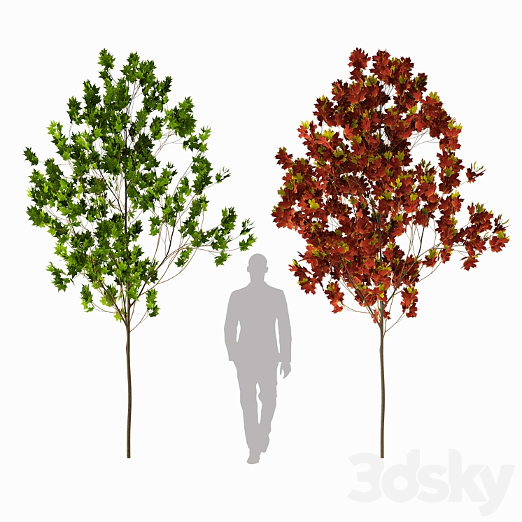 Sugar maple tree 01 - Tree - 3D model
