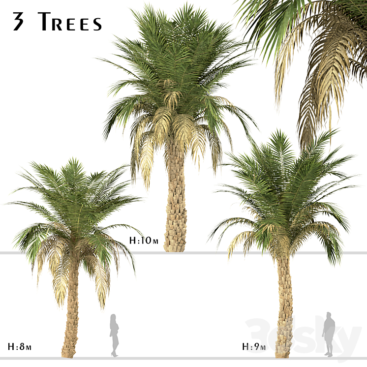 Set of Silver Date Palm Trees (Phoenix Sylvestris) (3 Trees) - Tree ...