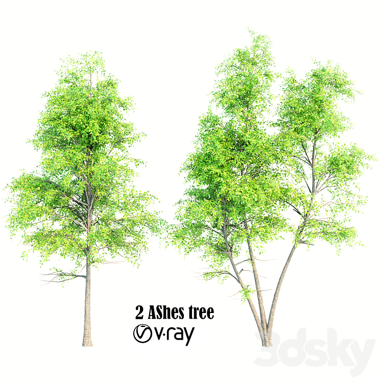 2 ashes tree-vray - Tree - 3D model