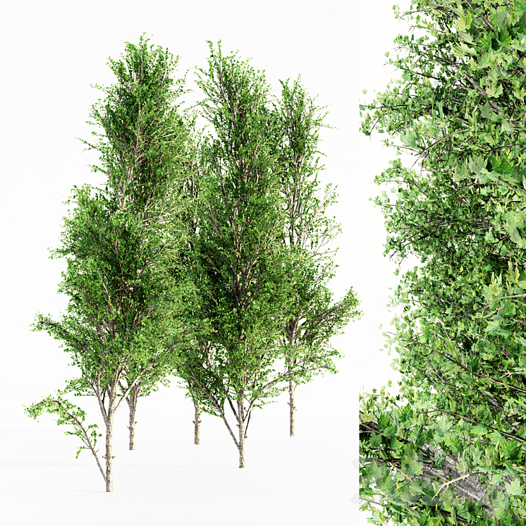 Mountain maple 5 tree - Tree - 3D model