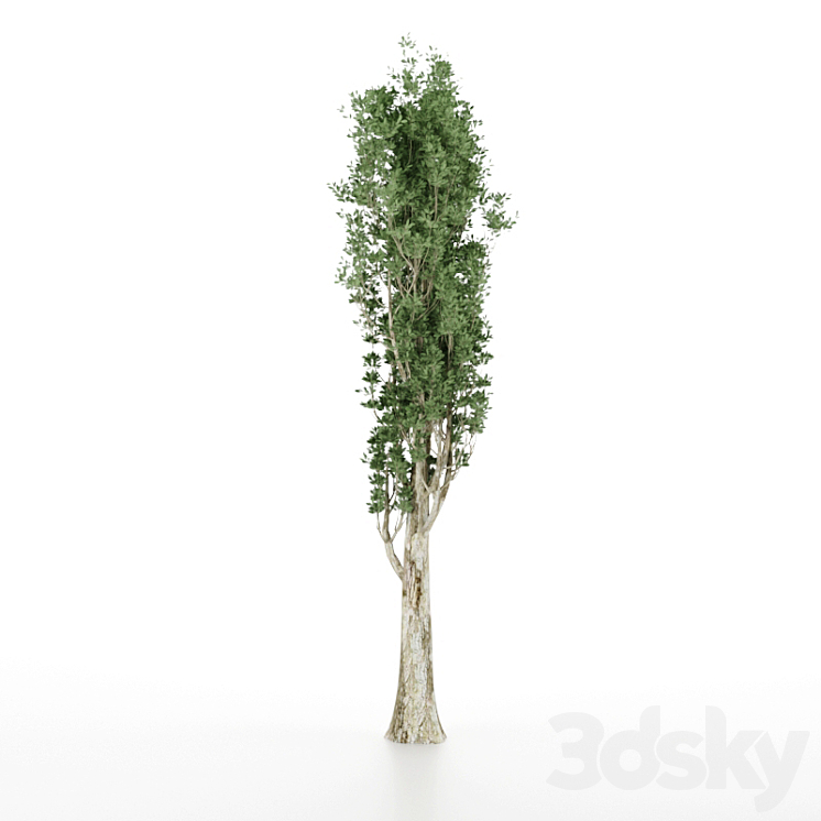 tall tree - Tree - 3D model