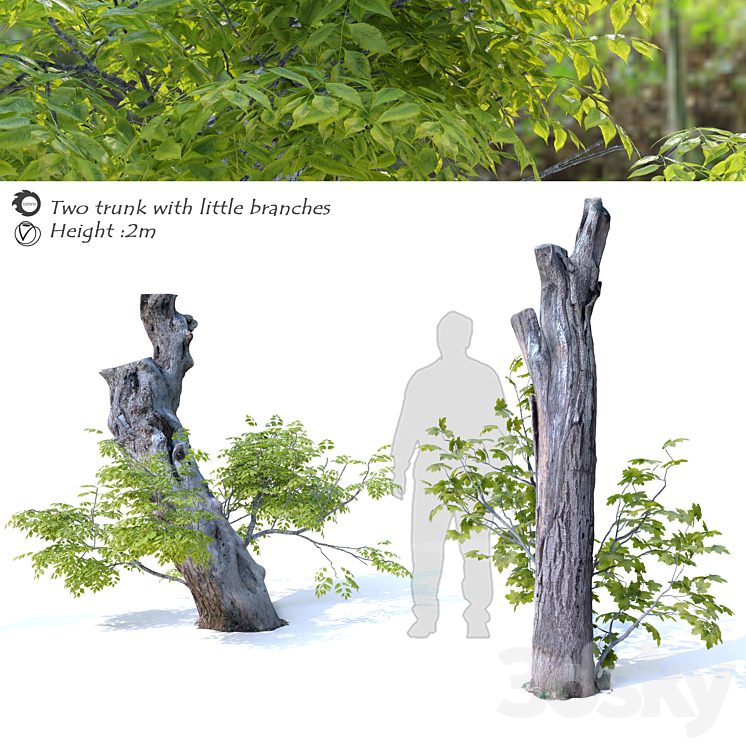Two trunk with little branches - Tree - 3D model