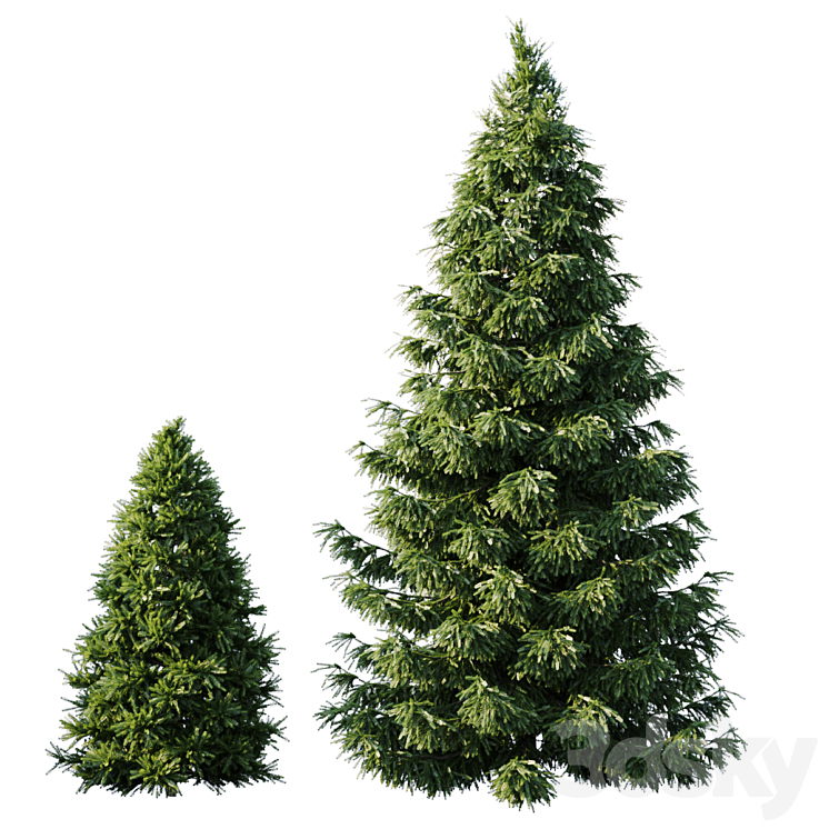 Spruce (4,5m and 9,5m) - Tree - 3D model