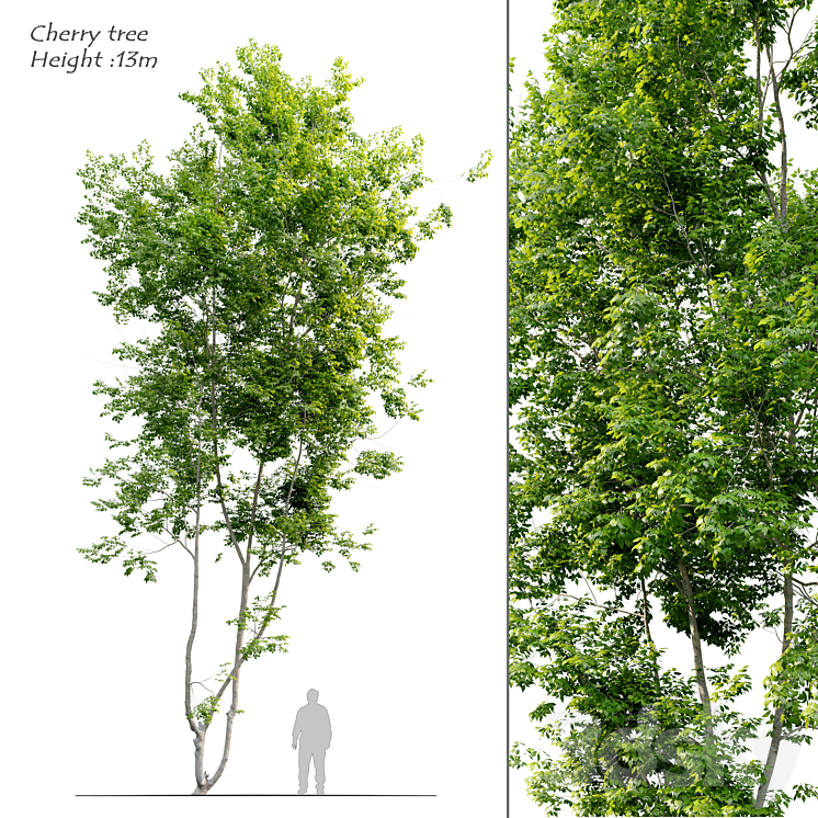 Cherry tree - Tree - 3D model