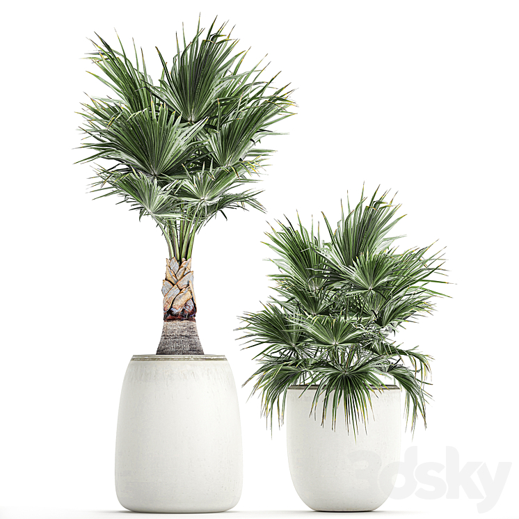 Small beautiful decorative fan palms in white pots. Set 817. - Indoor ...