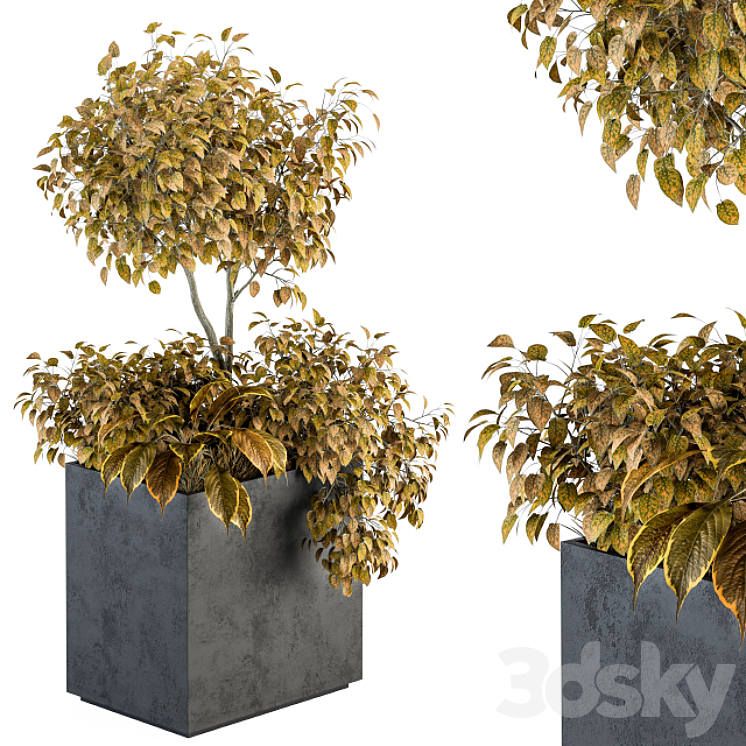 Outdoor Plants Box - Set 151 - Outdoor - 3D model