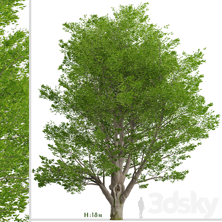 White ash Tree (Fraxinus americana) (1 Tree) - Tree - 3D model