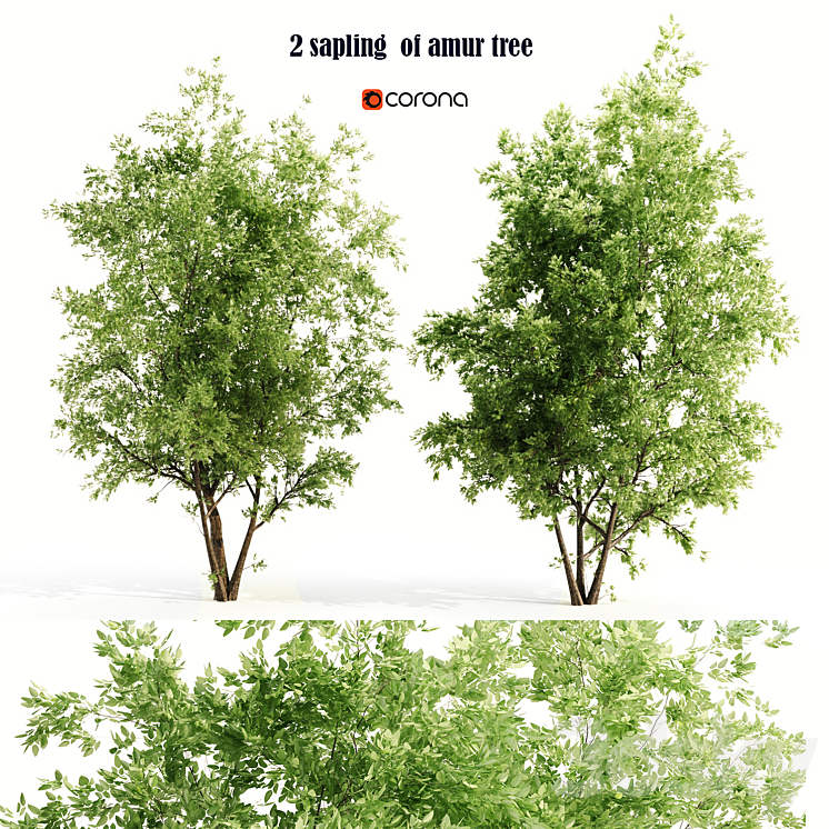 2 sapling of amur - Tree - 3D model