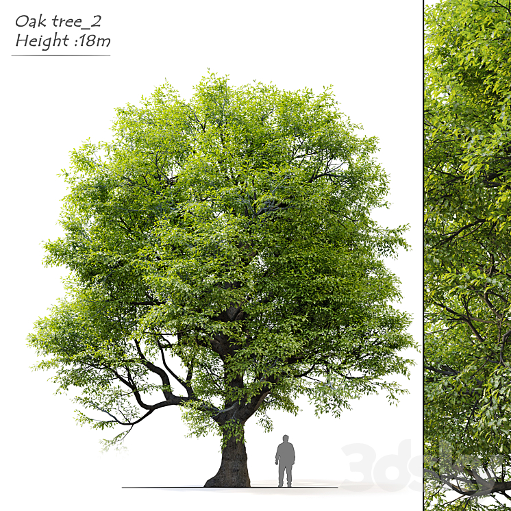 Old oak tree - Tree - 3D model
