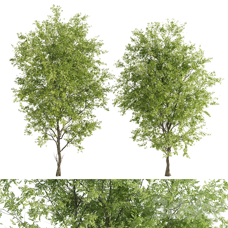 2 ashes tree vray - Tree - 3D model