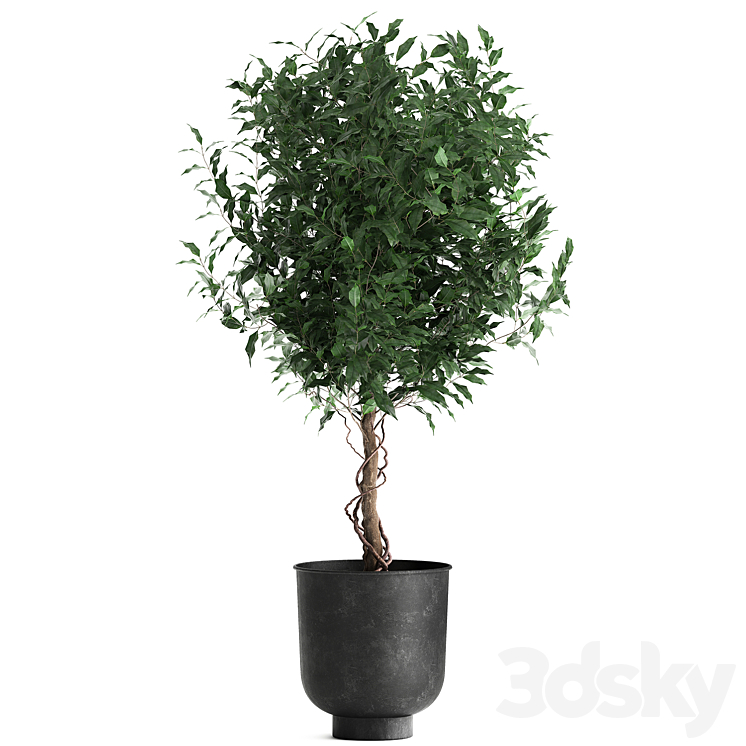 A small beautiful Benjamin ficus tree in a black metal pot. 901 ...