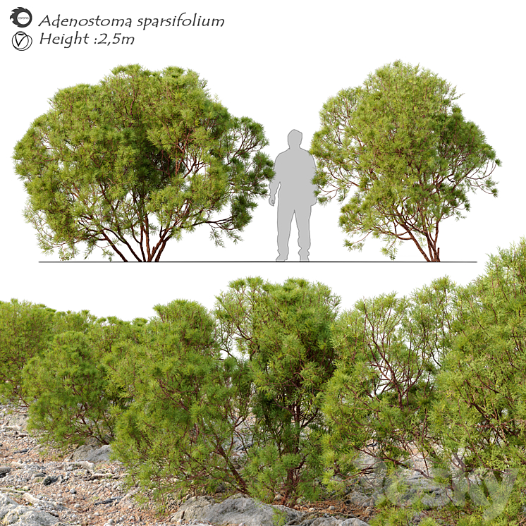 Adenostoma sparsifolium - Tree - 3D model