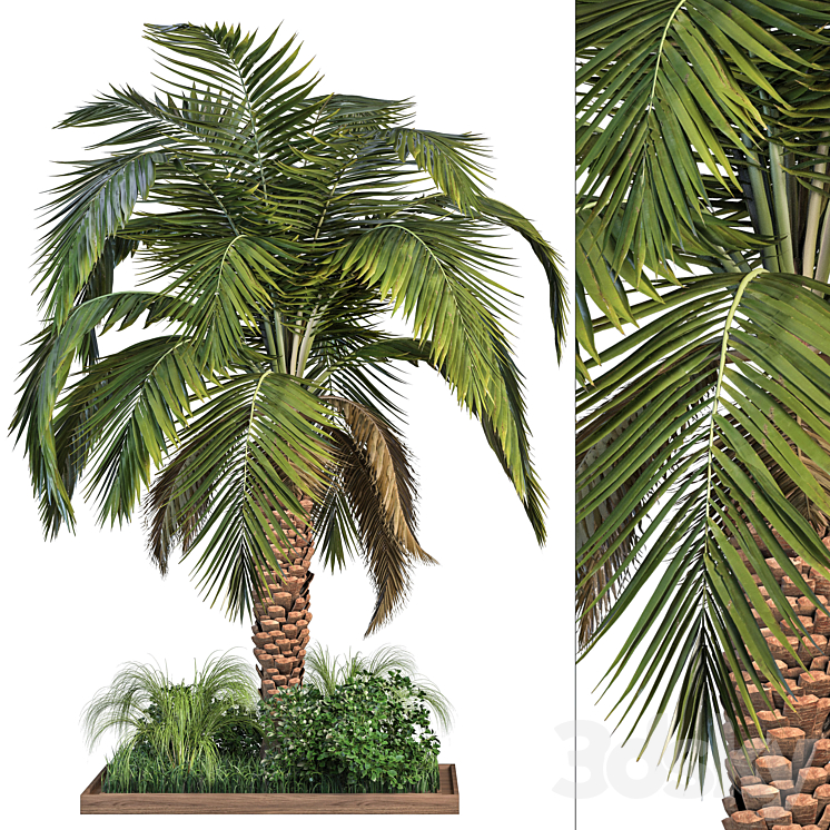 Garden Set Vol1 - Palm Tree and Bush - Outdoor - 3D model