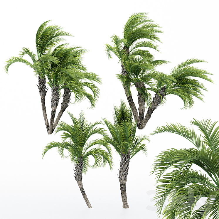 Curly palm - Tree - 3D model