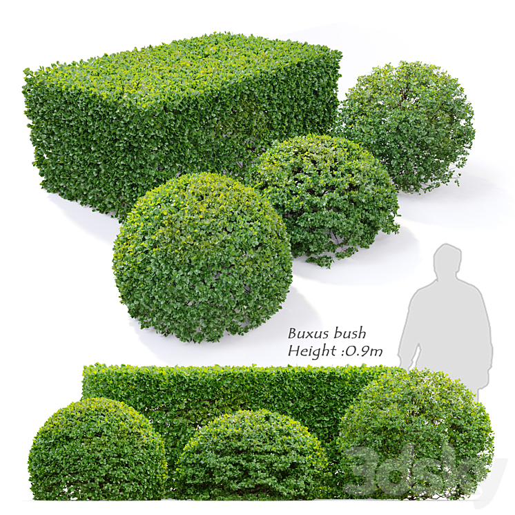 Buxus - Bush - 3D model