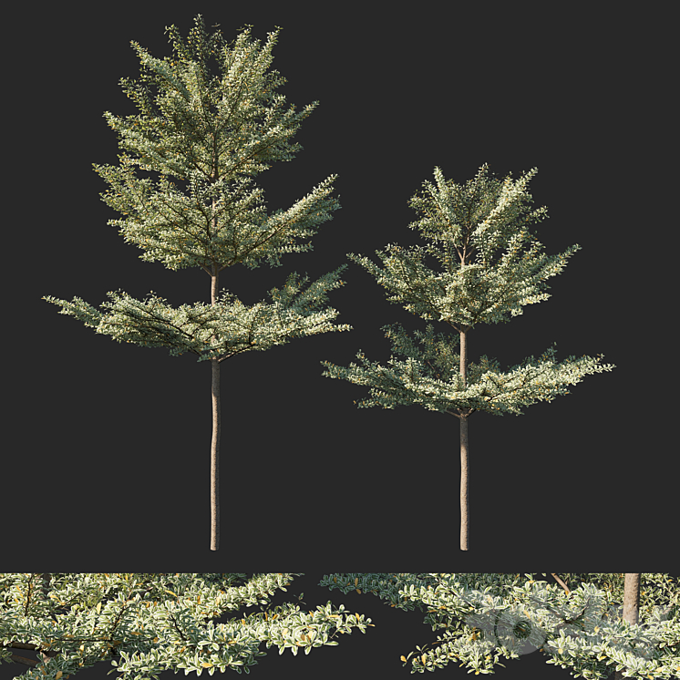 Terminalia mantaly variegated 02 - Tree - 3D model