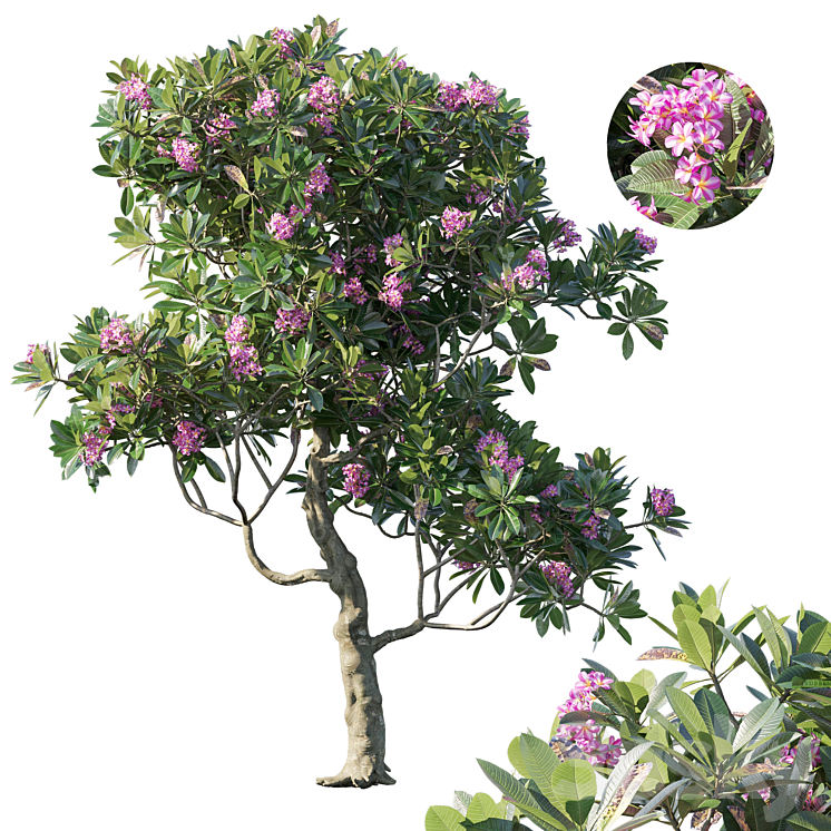 Plumeria rubra - Tree - 3D model