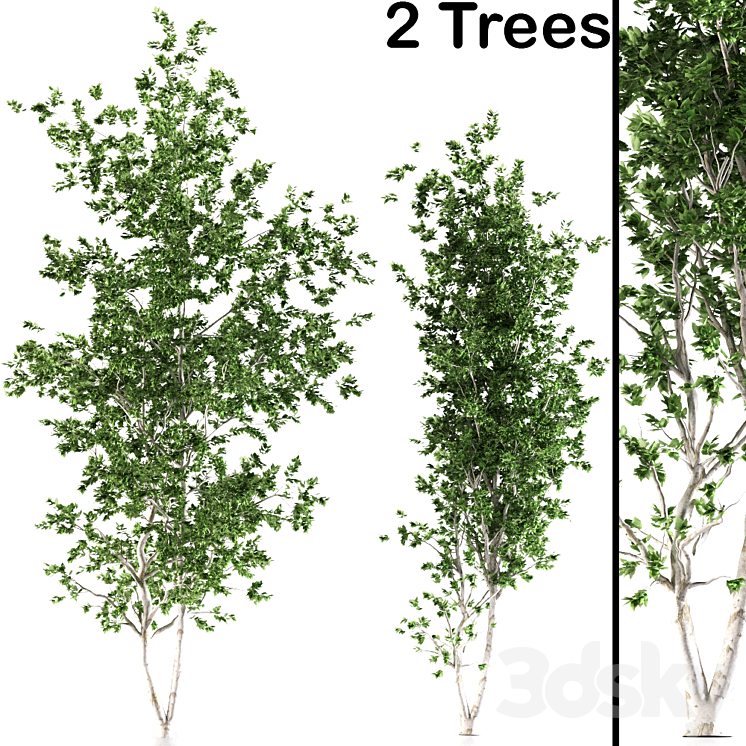 2 Aspen Trees - Tree - 3D model