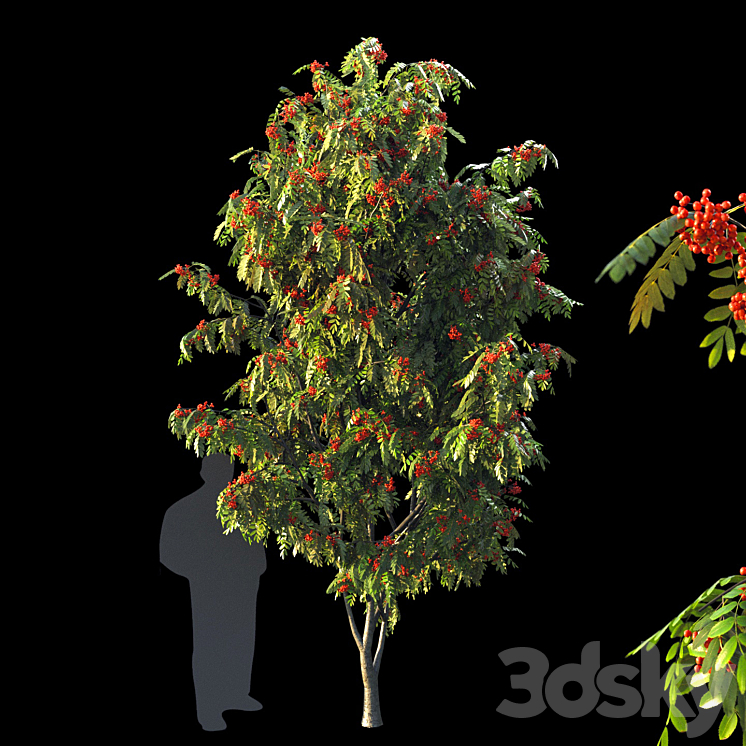 Rowan 4 meters - Tree - 3D model