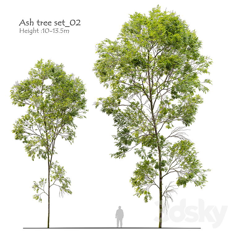Ash tree set_02 - Tree - 3D model