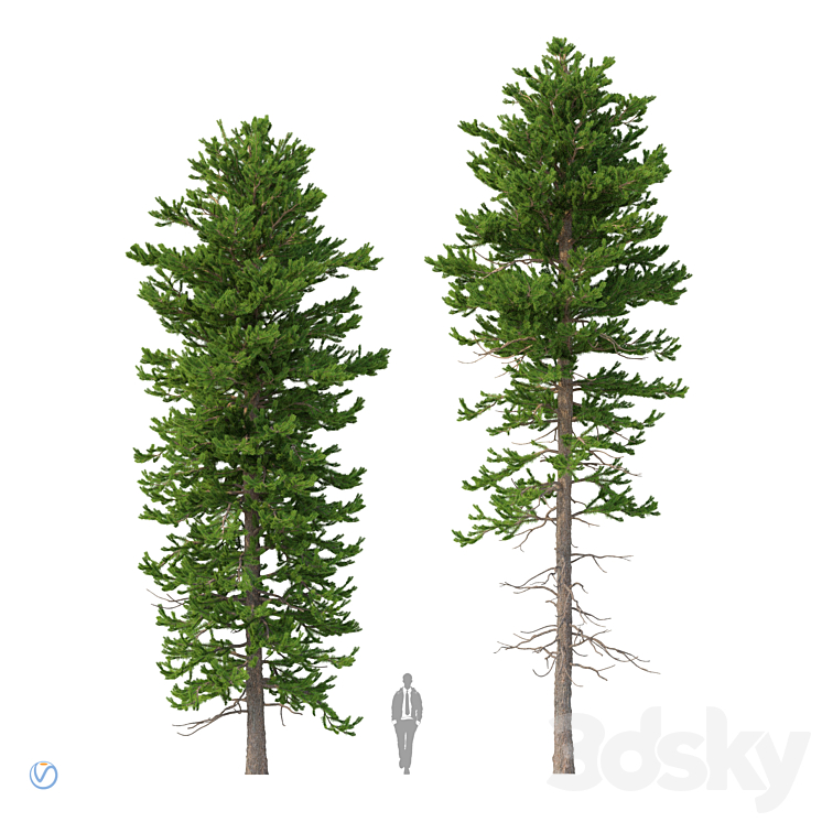 Norway spruce Set 1 V-Ray - Tree - 3D model