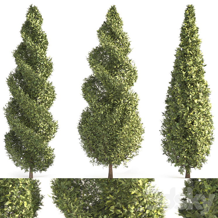 Cypress_tree_02 - Tree - 3D model