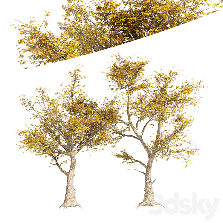 American Sycamore_Fall - Tree - 3D model