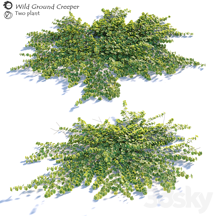 Wild creeper plant - Outdoor - 3D model
