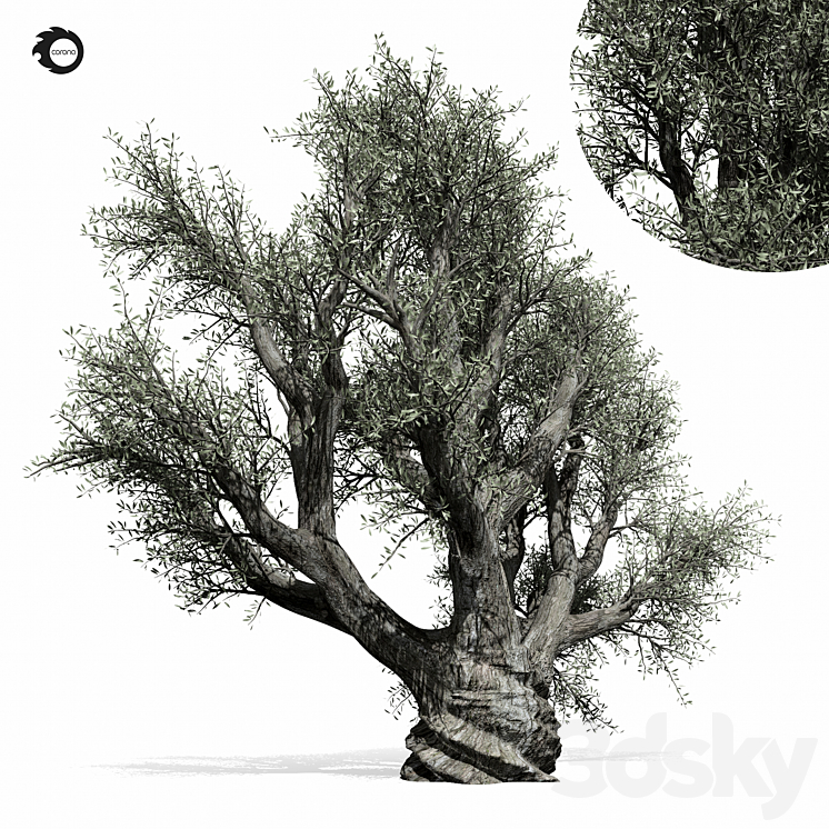 olive tree 01 - Tree - 3D model