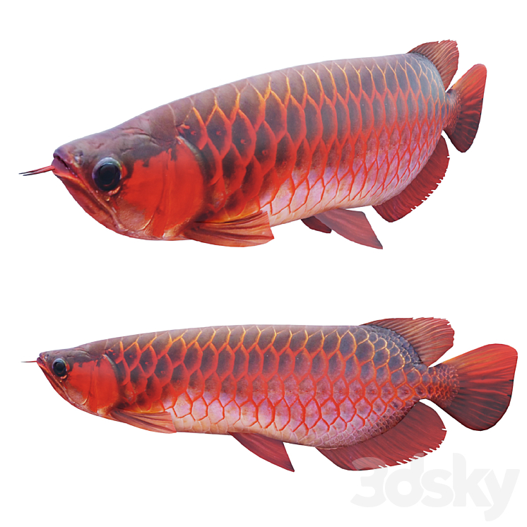 Red dragon fish - Creature - 3D model