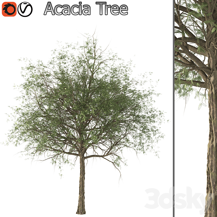Acacia Tree (Vray and corona) - Tree - 3D model