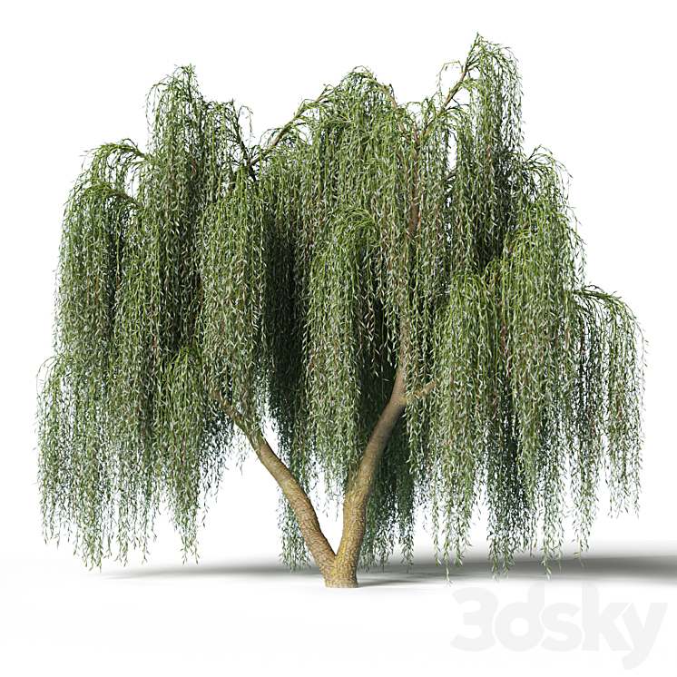 Willow - Tree - 3D model