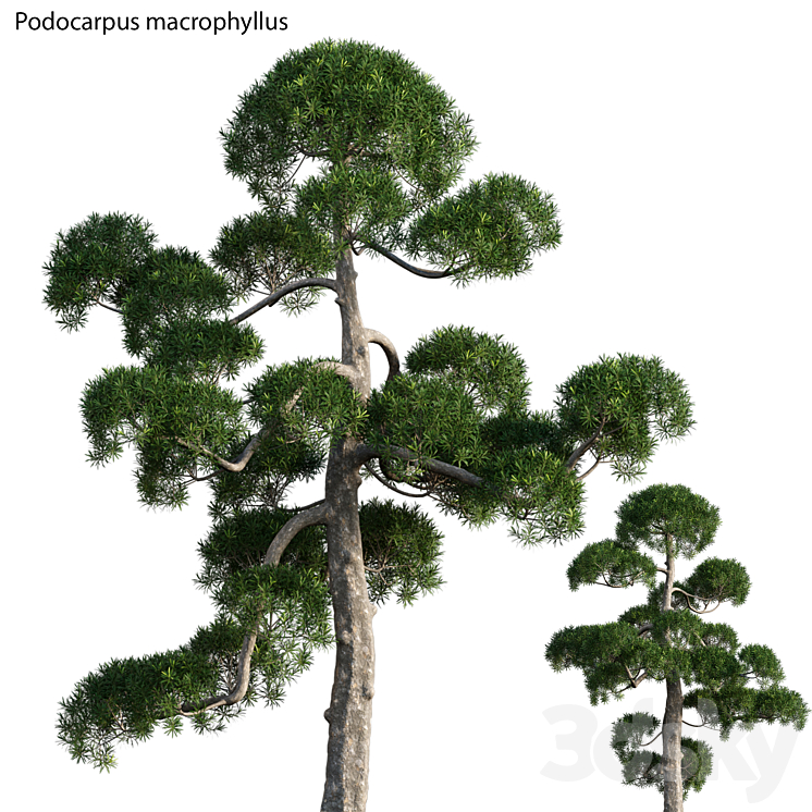 Podocarpus macrophyllus - yew plum pine 06 - Tree - 3D model
