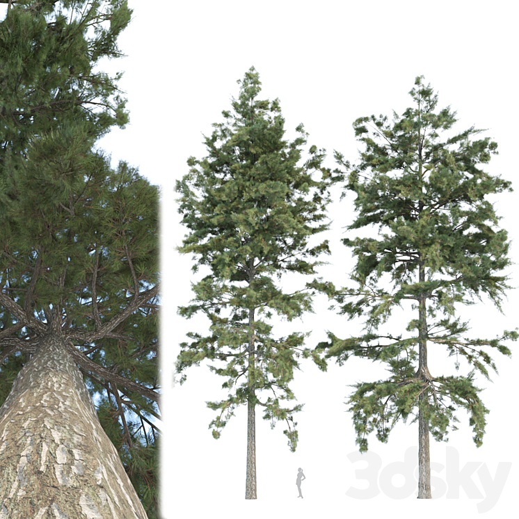 conifer trees vol 92 - Tree - 3D model