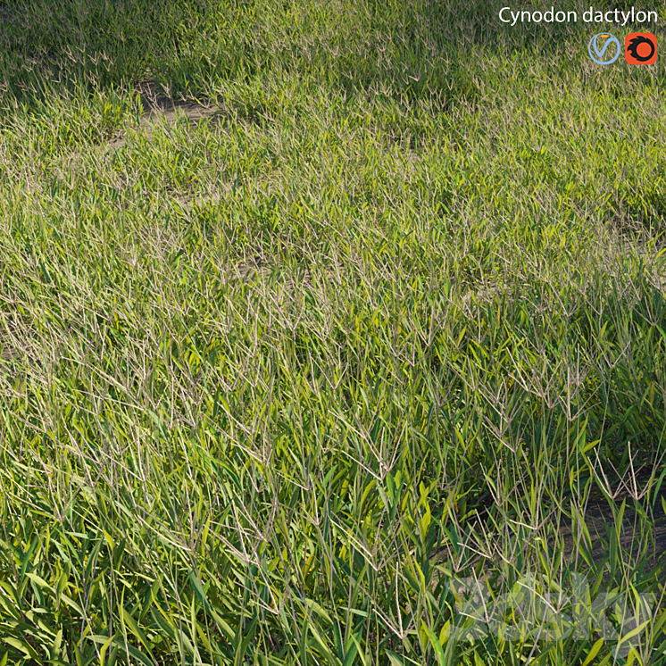 Cynodon dactylon - set 02 - Grass - 3D model