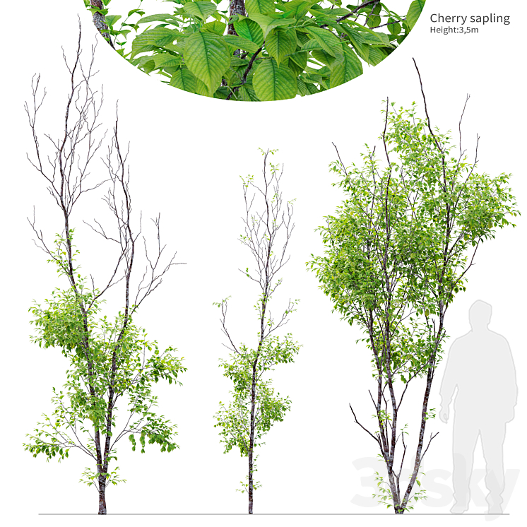 Cherry sapling - Tree - 3D model