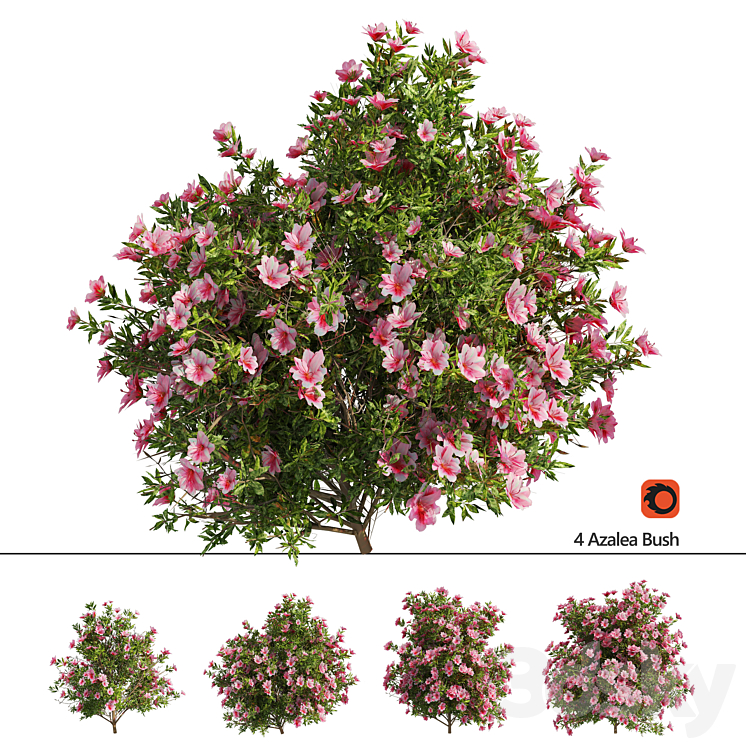 4 spring Azalea Flower Bush - Bush - 3D model