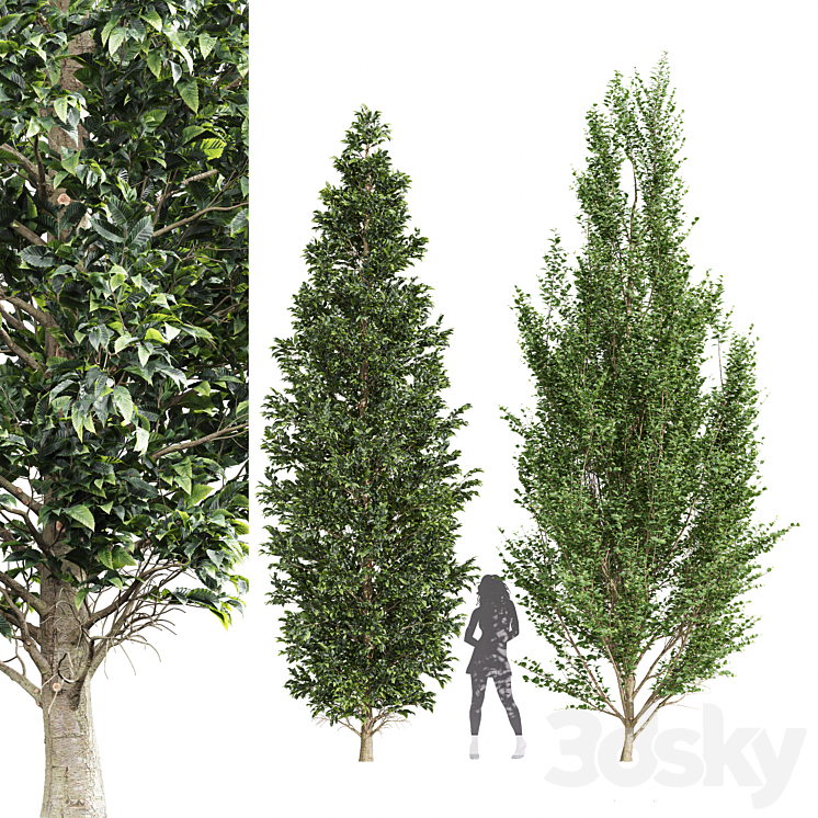 Carpinus Betulus Broadleaf and Carpinus Betulus Bush - Tree - 3D model