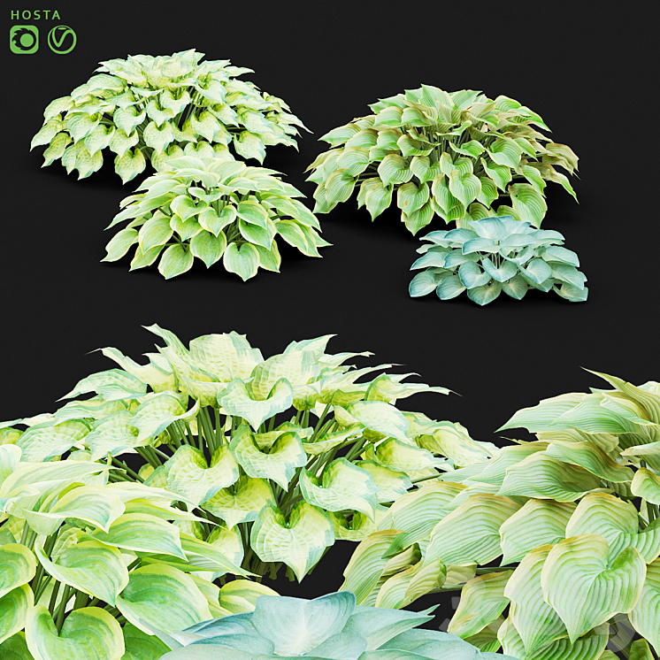 Hosta flowers | hosta - Bush - 3D model