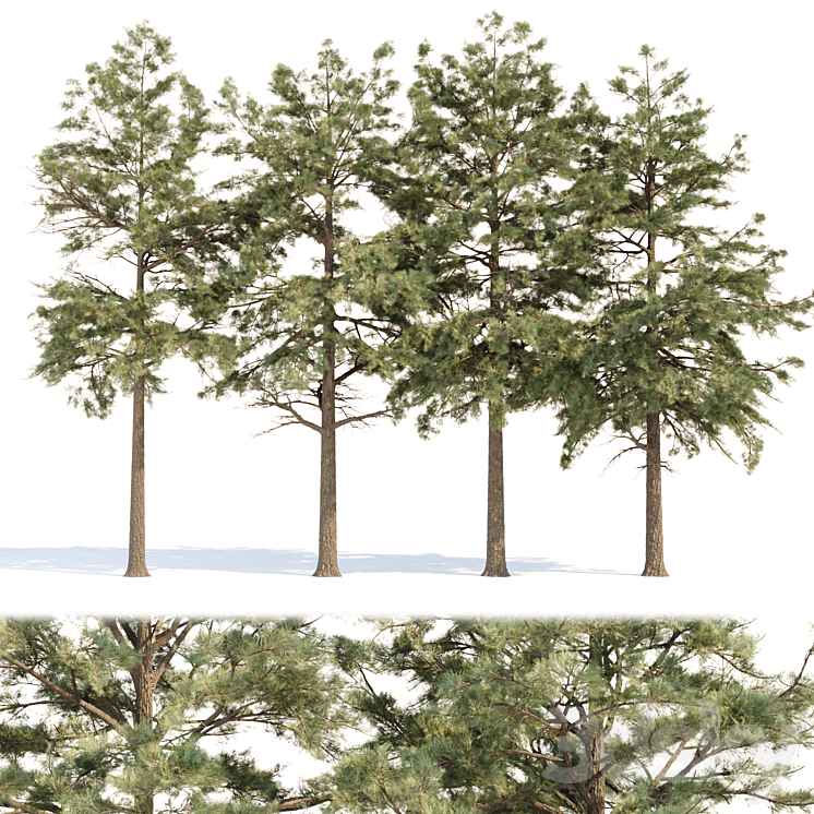 Conifer trees collection vol 130 - Tree - 3D model