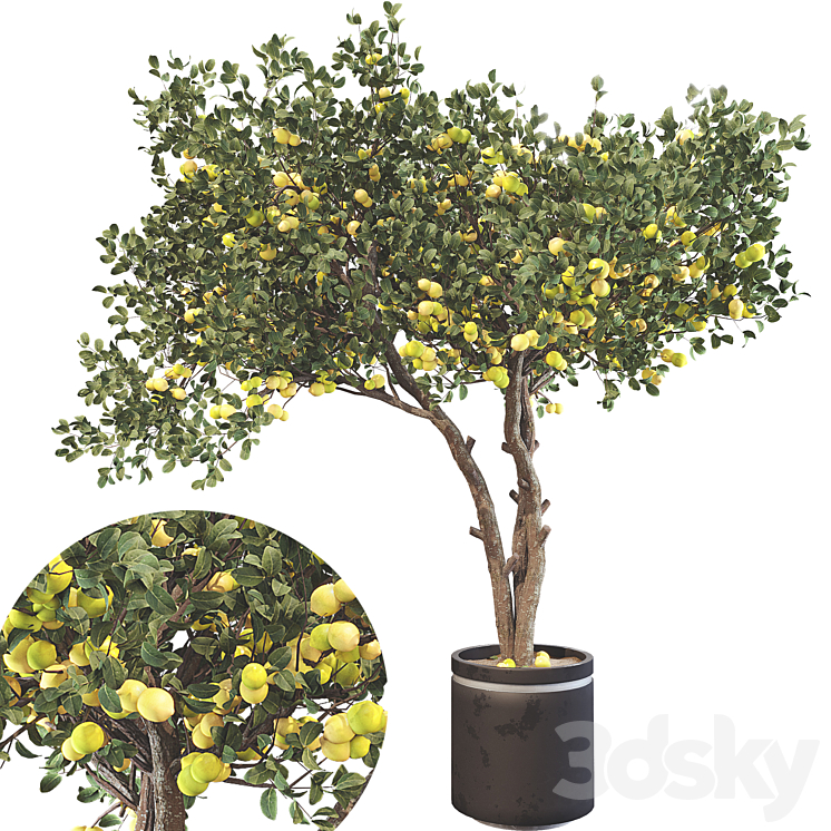 Lemon tree 01 - Indoor - 3D model