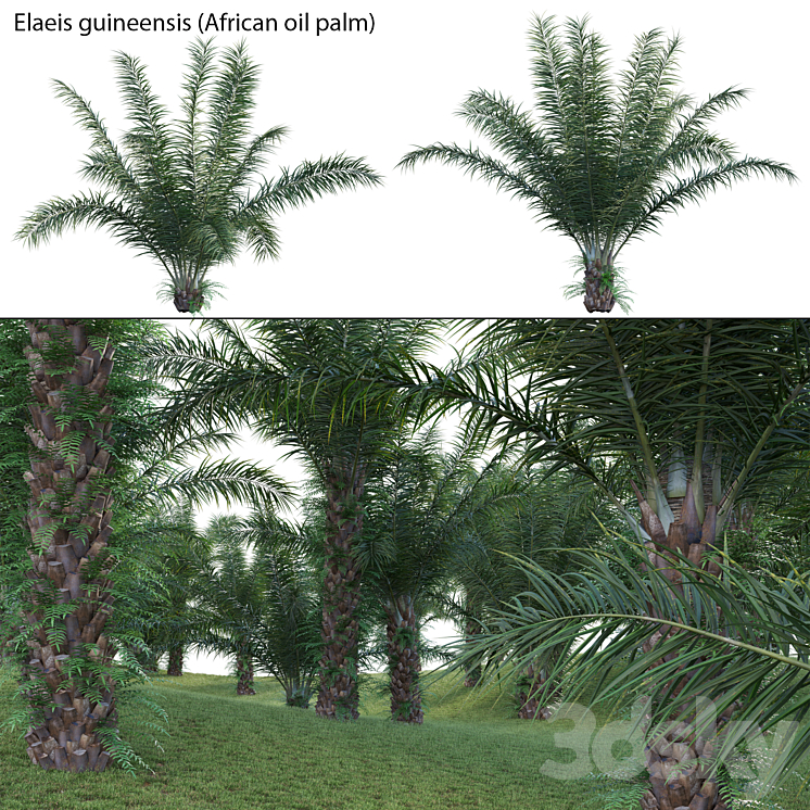 Elaeis guineensis - African oil palm - Tree - 3D model