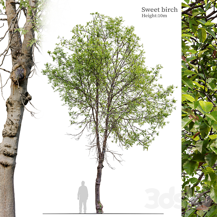 sweet birch - Tree - 3D model