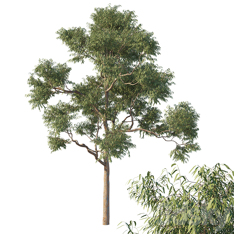 Angophora costata 02 - Tree - 3D model