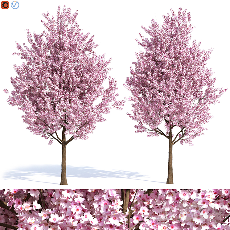 ORNAMENTAL PLUM tree 2 - Tree - 3D model